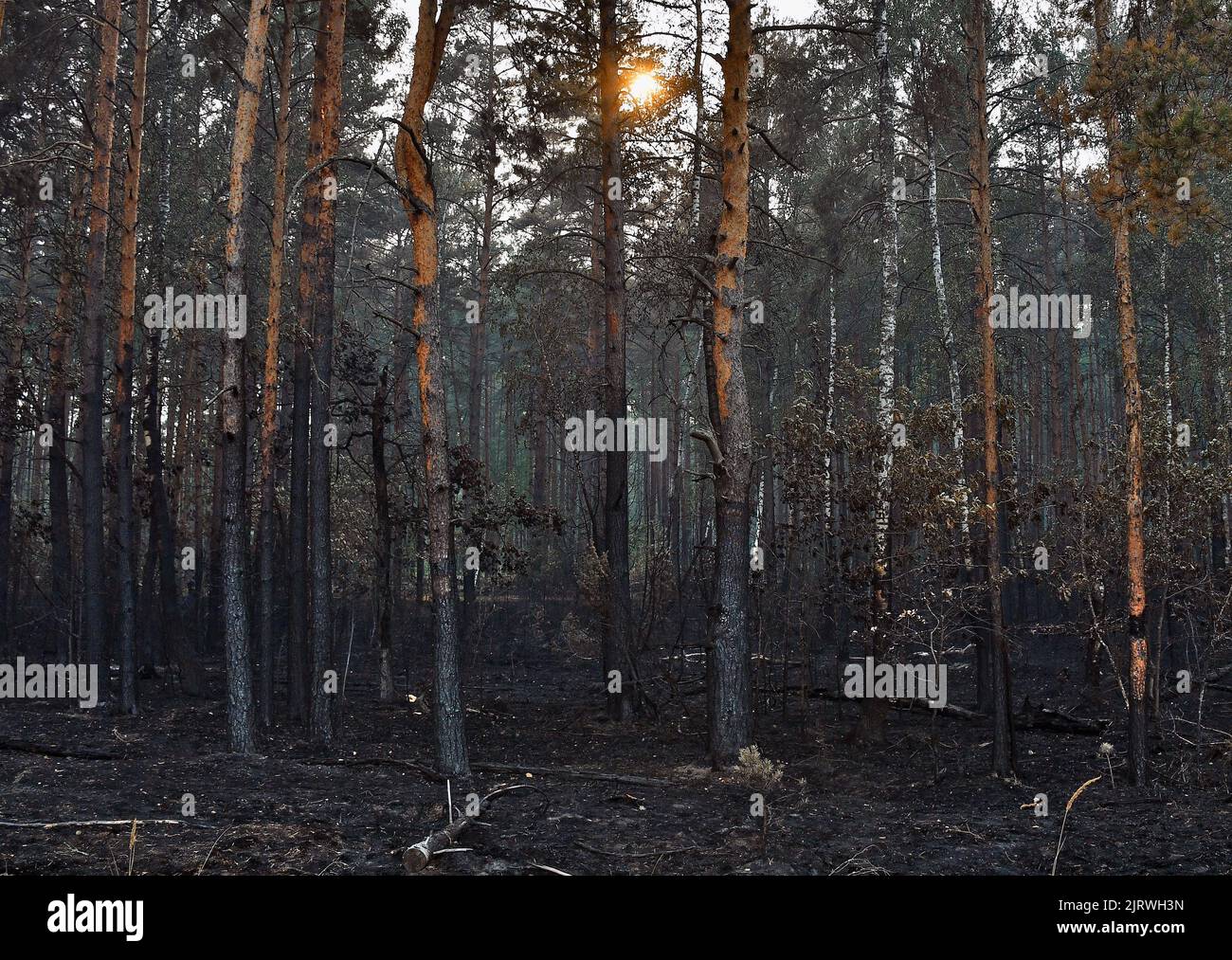 Extinguishing forest fires in the Ryazan region. Genre photography ...
