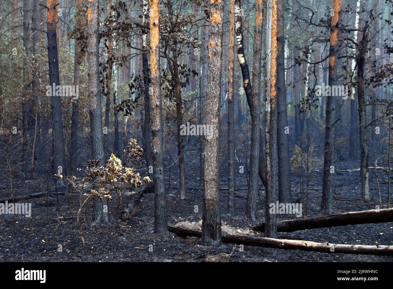Extinguishing forest fires in the Ryazan region. Genre photography ...