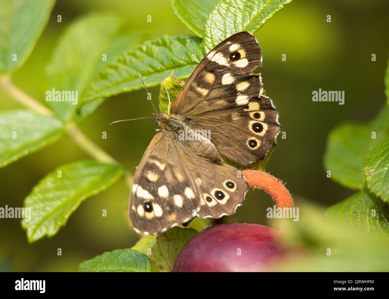 Feeding mainly on honeydew in the tree canopy the Speckled Wood is ...