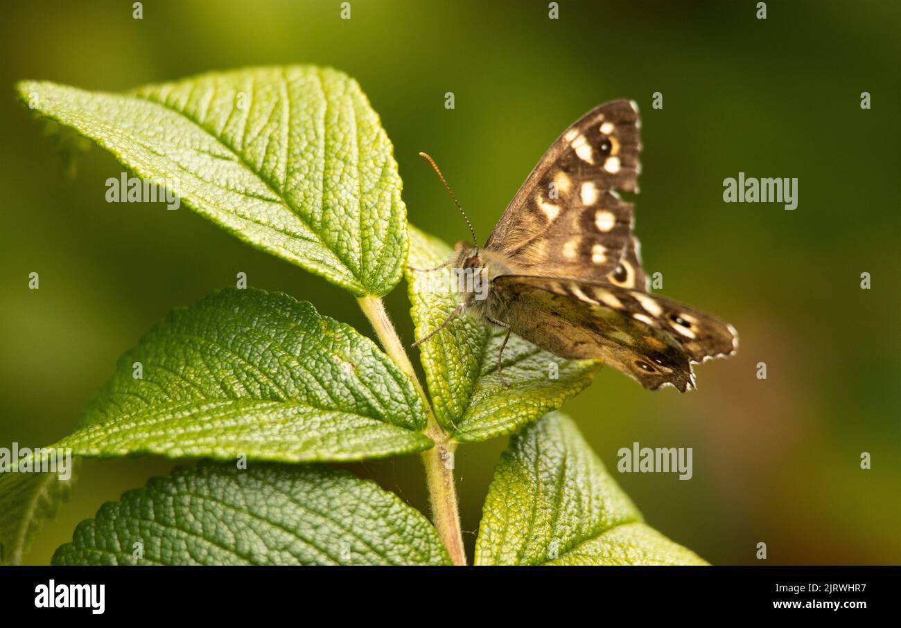 Feeding mainly on honeydew in the tree canopy the Speckled Wood is ...