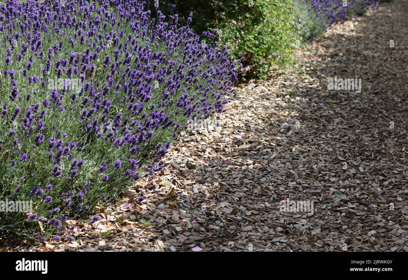 Full frame background image of beautiful lavender beside wood chip path ...