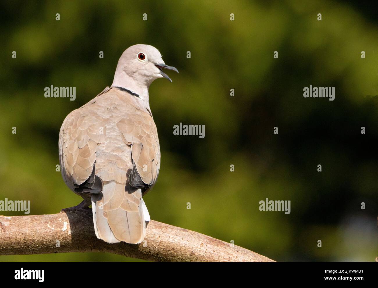 Collared Dove, UK Stock Photo - Alamy
