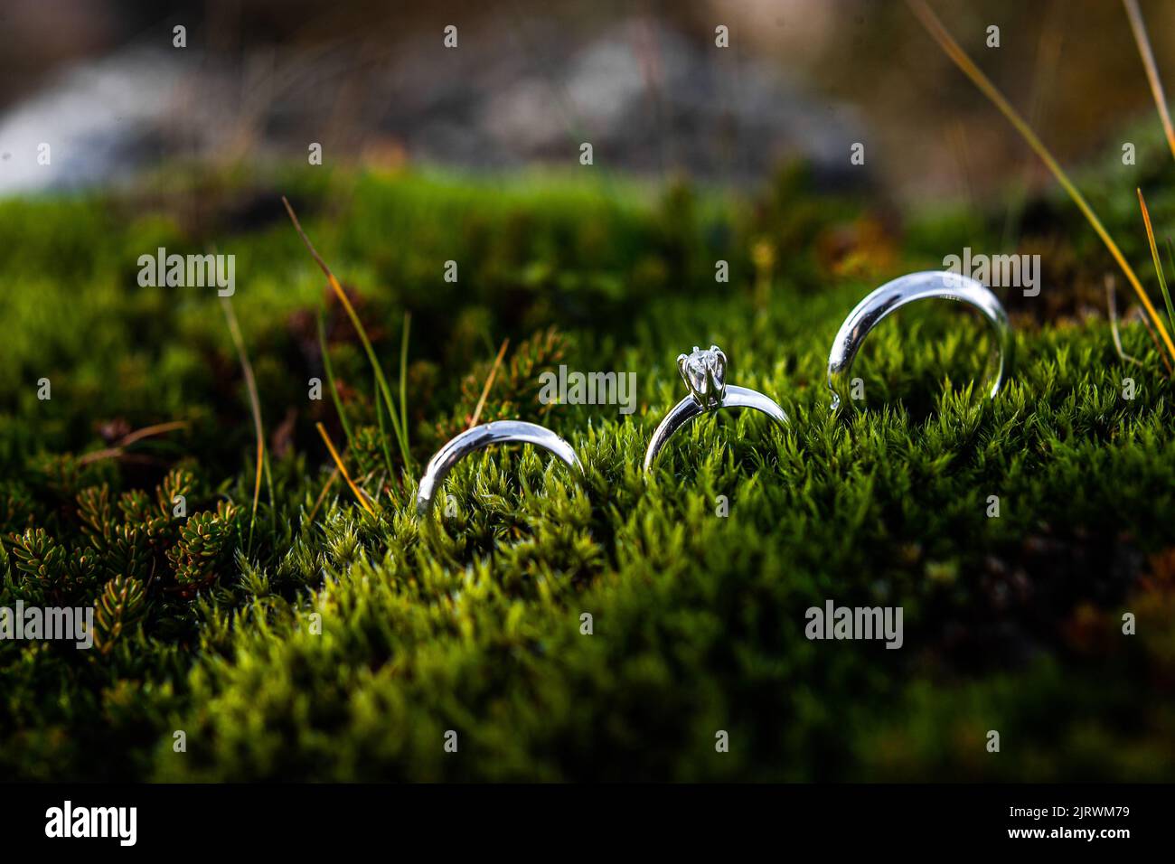 Three wedding rings on green Icelandic moss Stock Photo - Alamy