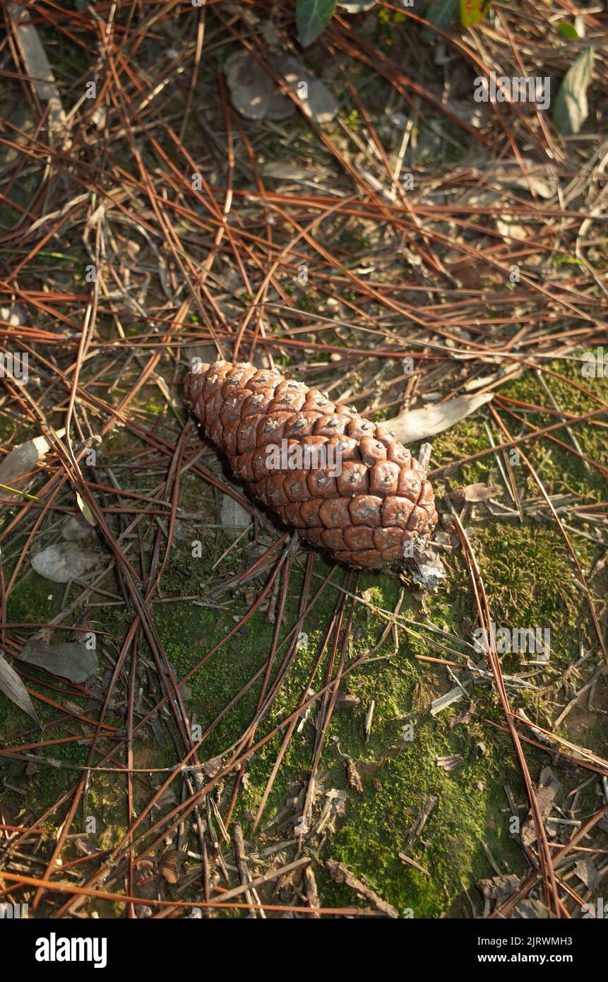 A closeup vertical shot of a pinus taeda cone lying on the ground Stock ...