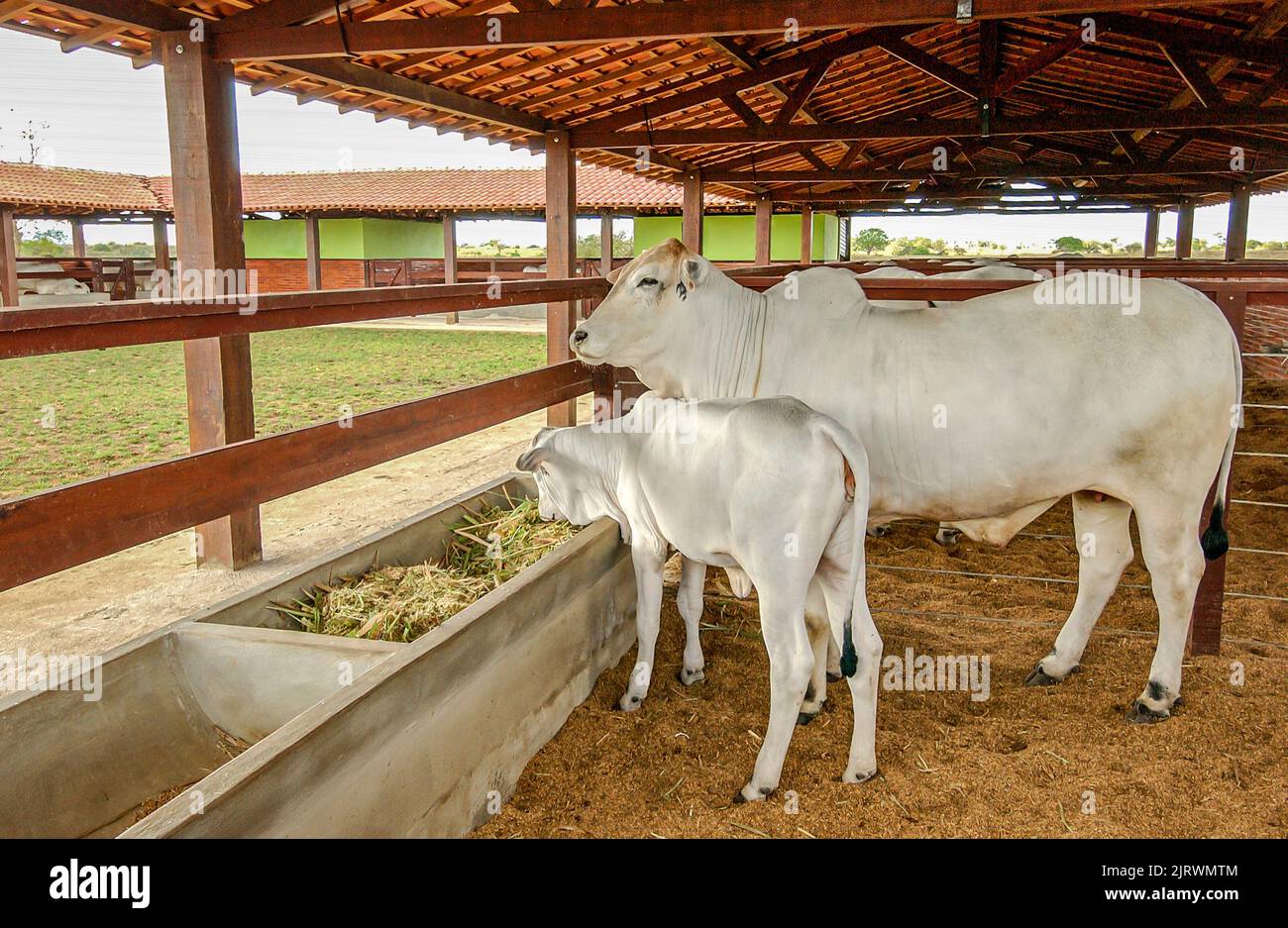 Cattle. Nelore cow and calf on farm in Campina Grande, Paraiba, Brazil ...