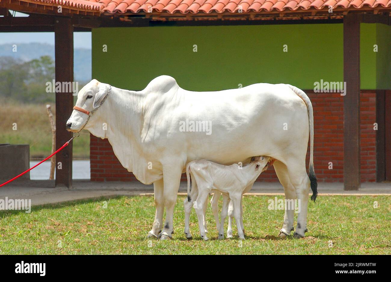 Cattle. Beef calf sucking on the cow's teat Stock Photo - Alamy