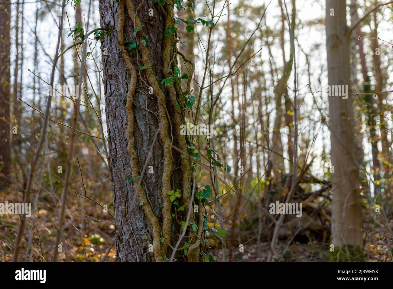 Vines on a tree hi-res stock photography and images - Alamy
