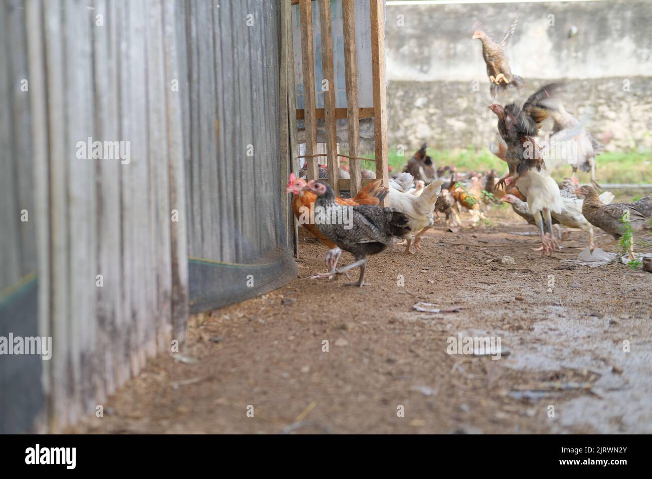 Flying the coop hi-res stock photography and images - Alamy