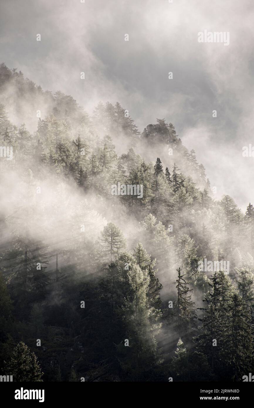 Mist covering forest hi-res stock photography and images - Alamy