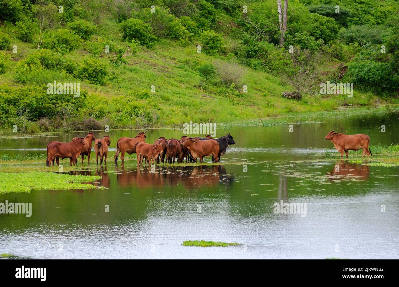 Livestock. Red Brahman cattle crossing a flooded area in Campina Grande ...