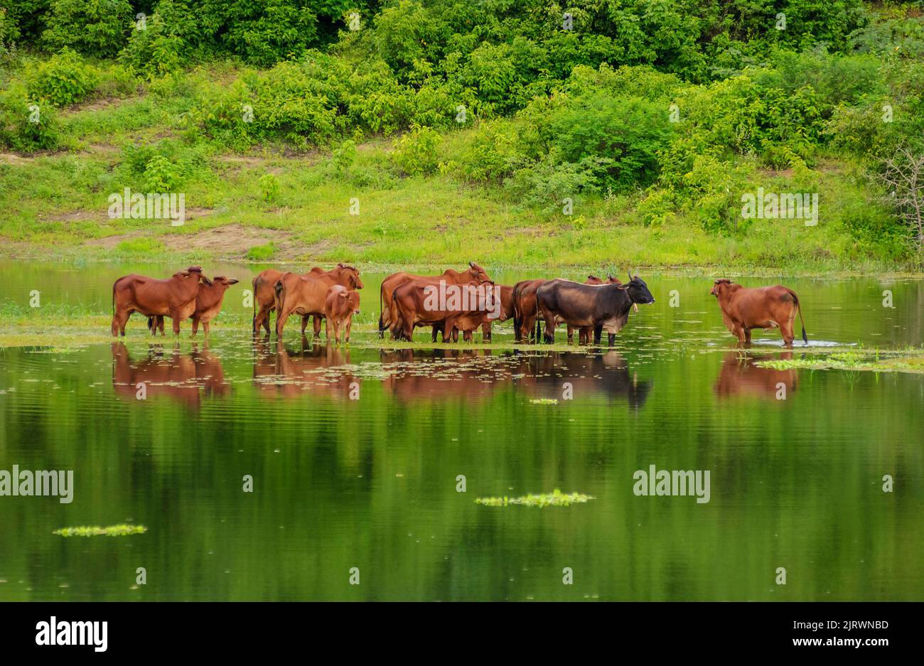 Red Brahman Cow