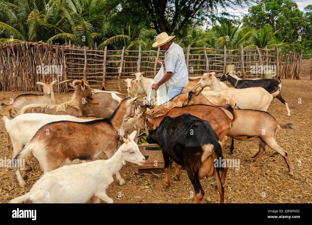 Goats in the Cariri region, with a semi-arid climate, in the Brazilian ...