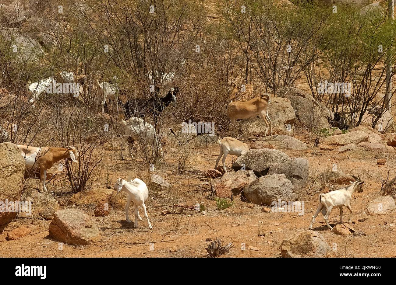 Goats in the Cariri region, with a semi-arid climate, in the Brazilian ...