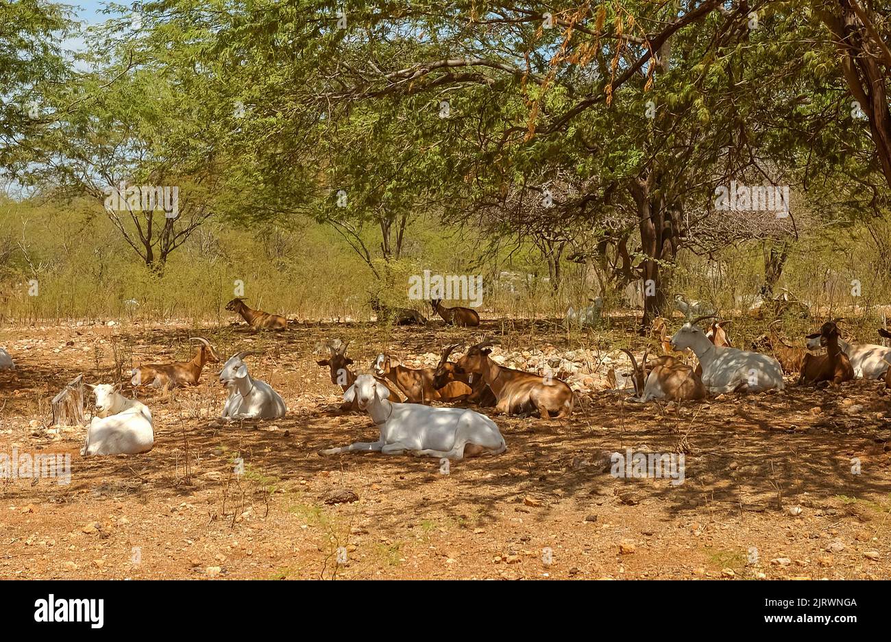 Semi arid climate hi-res stock photography and images - Alamy