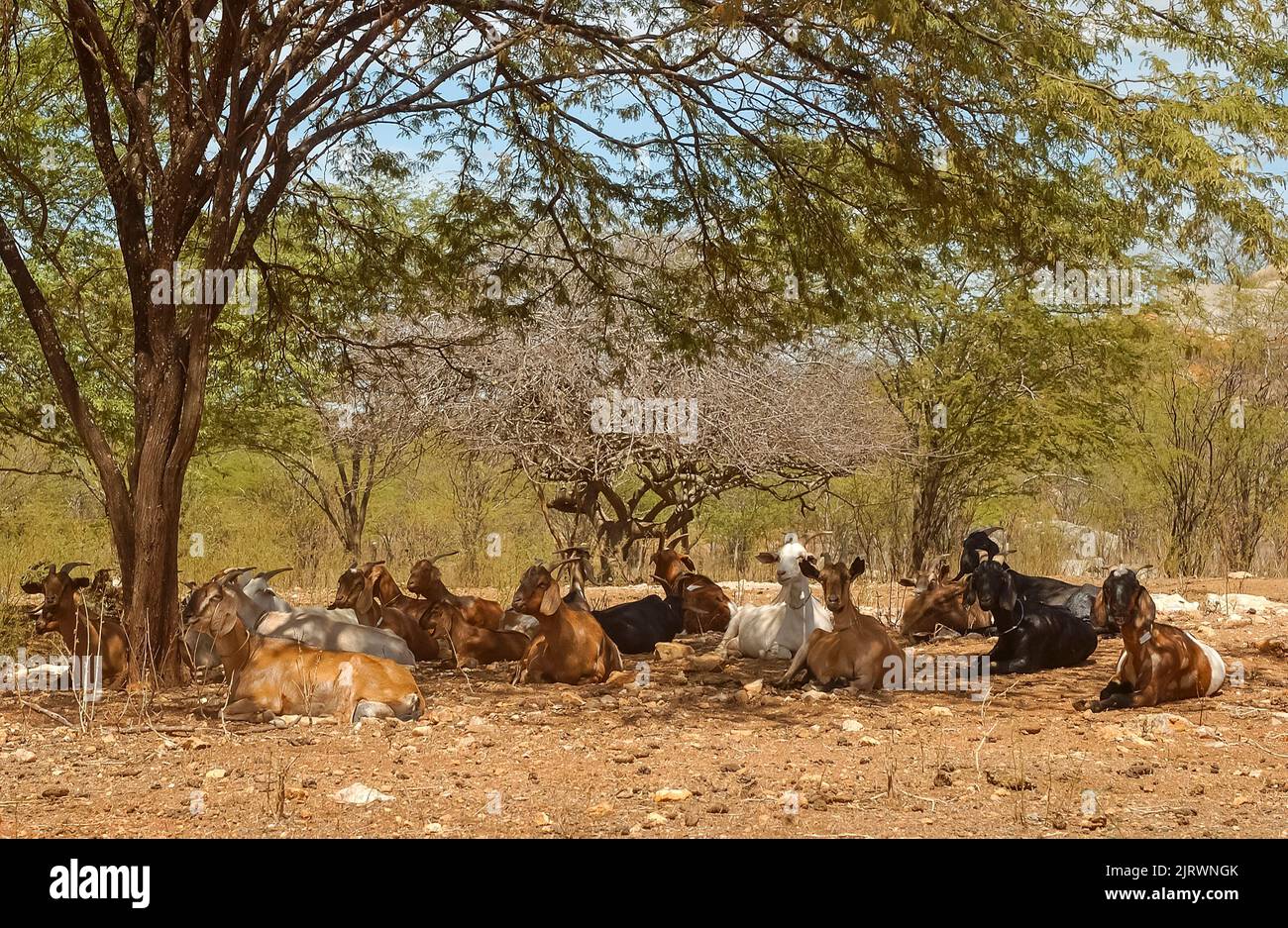 Goats in the Cariri region, with a semi-arid climate, in the Brazilian ...