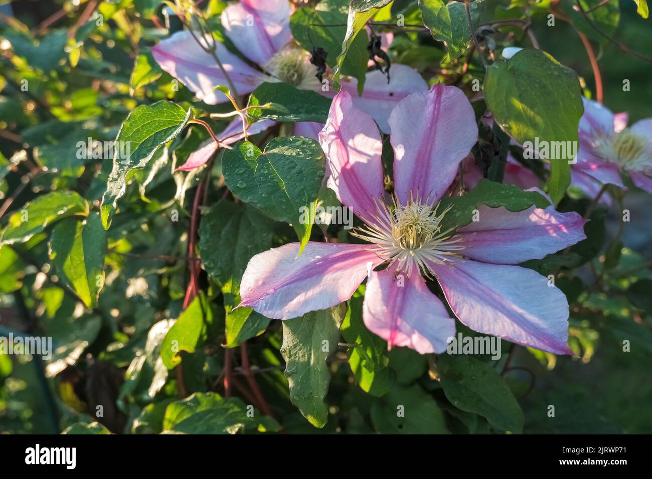 Flowers perennial vines of clematis in the garden. Growing clematis ...