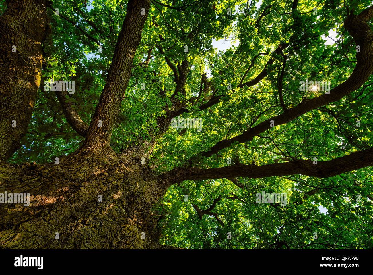 Looking up into oak tree hi-res stock photography and images - Alamy