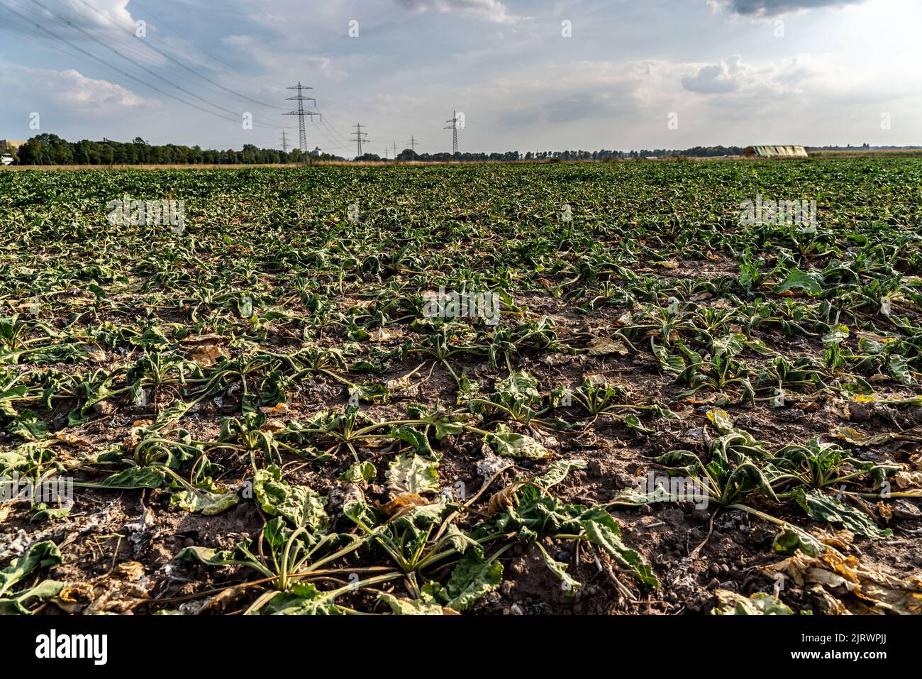 Field with withered plants, sugar beets that have not survived the long ...