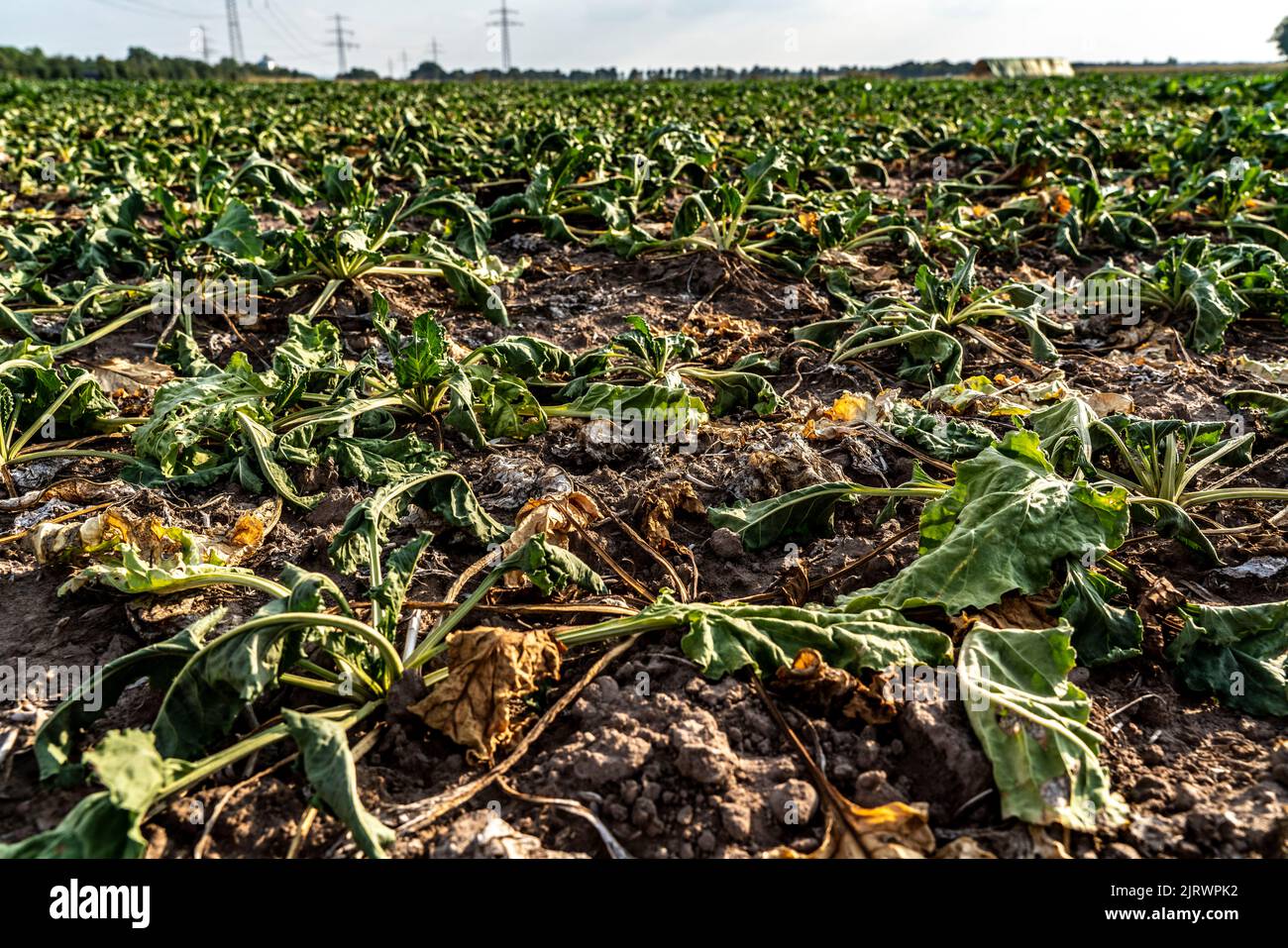 Field with withered plants, sugar beets that have not survived the long ...