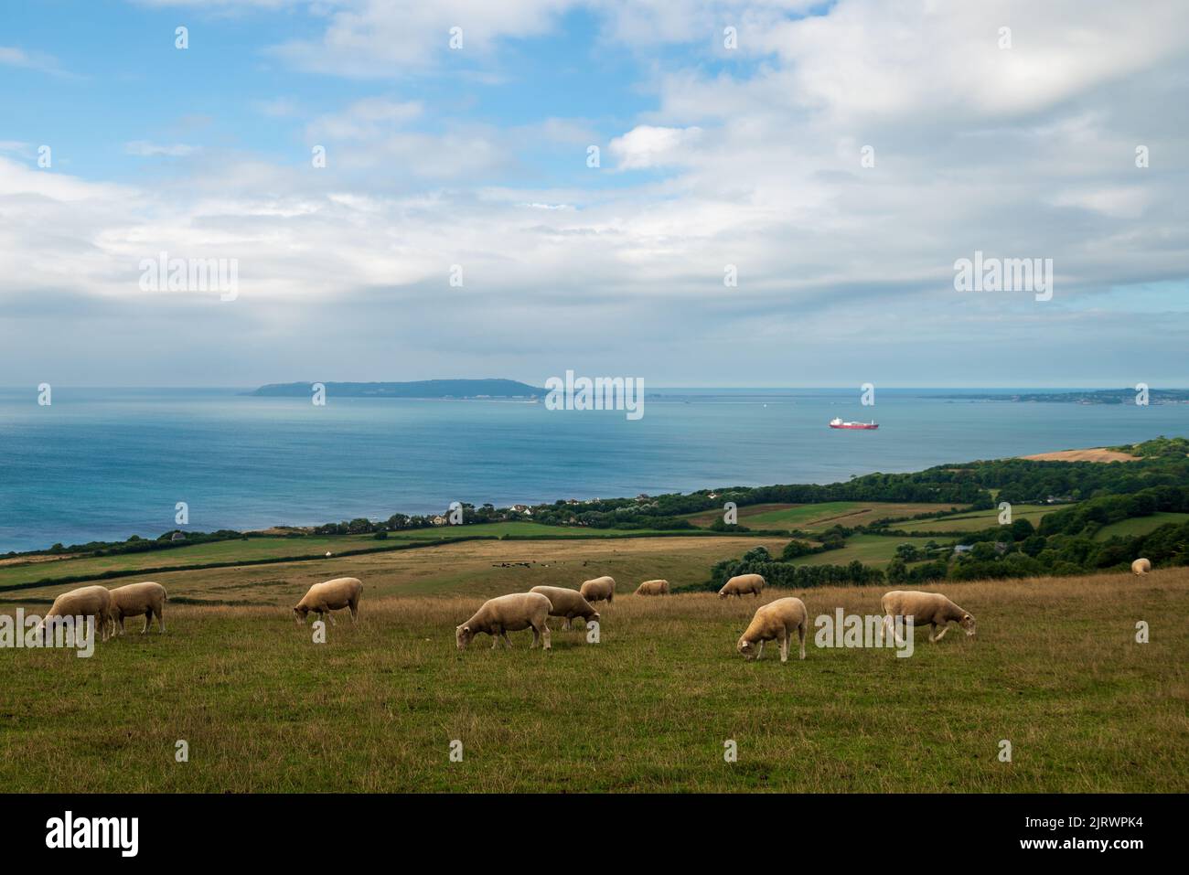 Sheep in a field above Ringstead near Weymouth looking towards the Isle ...
