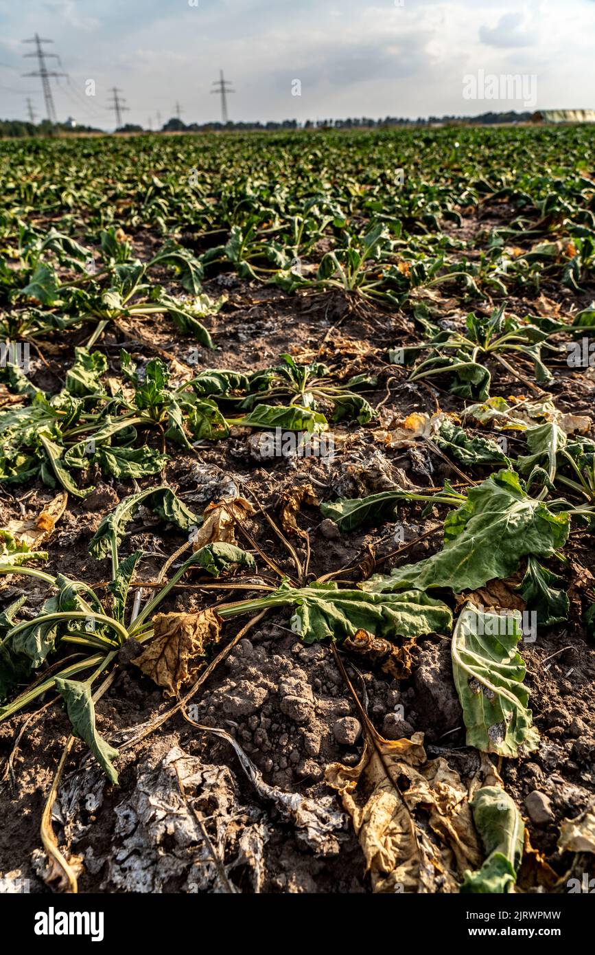 Field with withered plants, sugar beets that have not survived the long ...