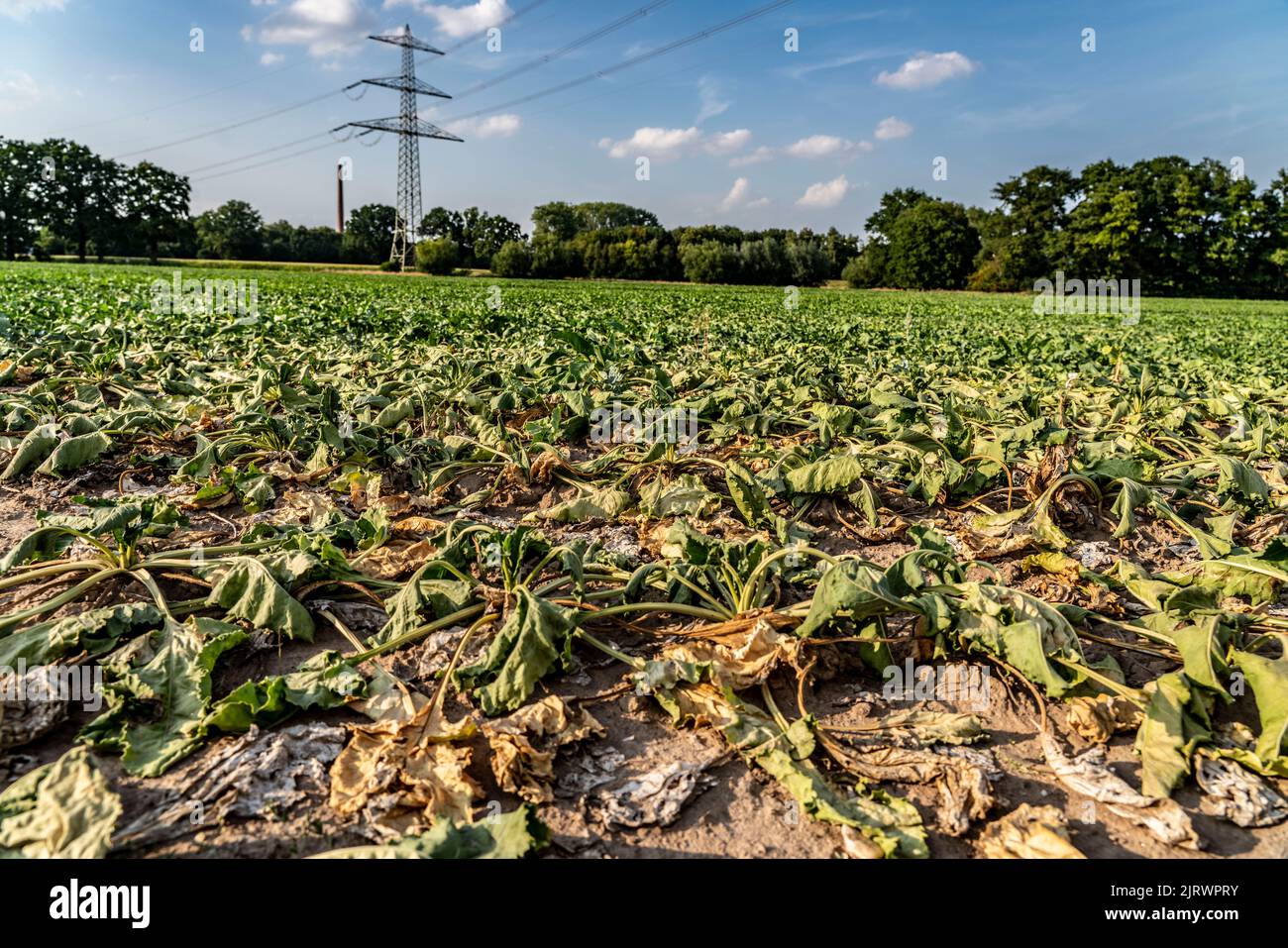 Field with withered plants, sugar beets that have not survived the long ...