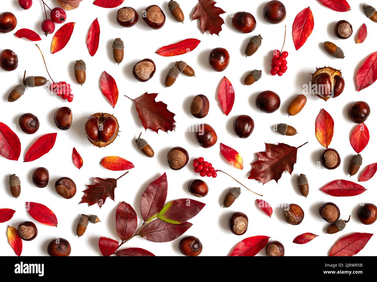 Autumn pattern with leaves, chestnuts, acorns and berries isolated on a ...