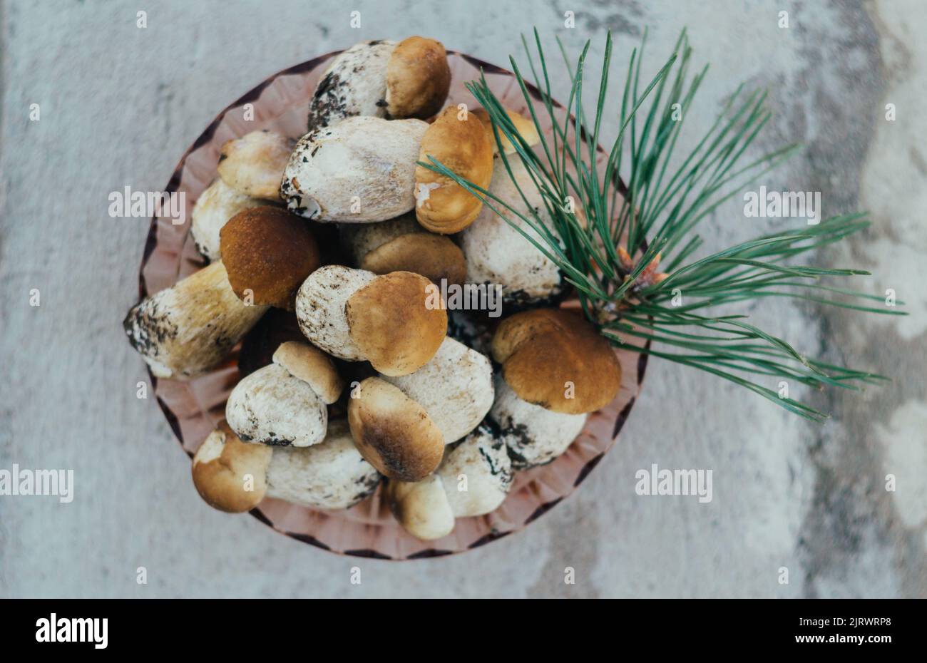 Edible delicious mushroom boletus edulis in a bowl on a gray background ...