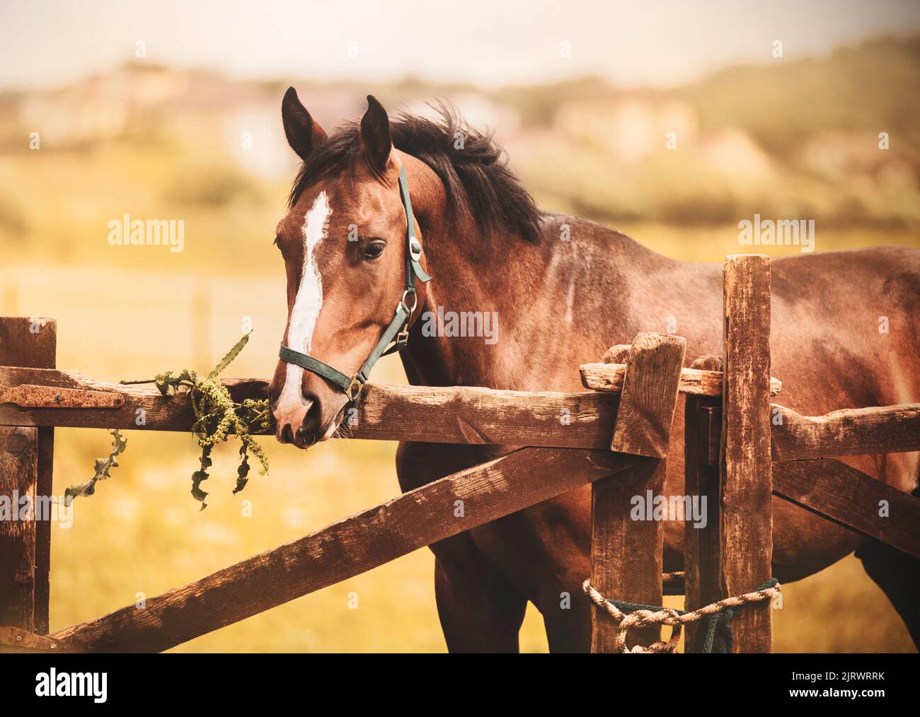A cute bay beautiful horse is eating a sprig of green grass, standing ...