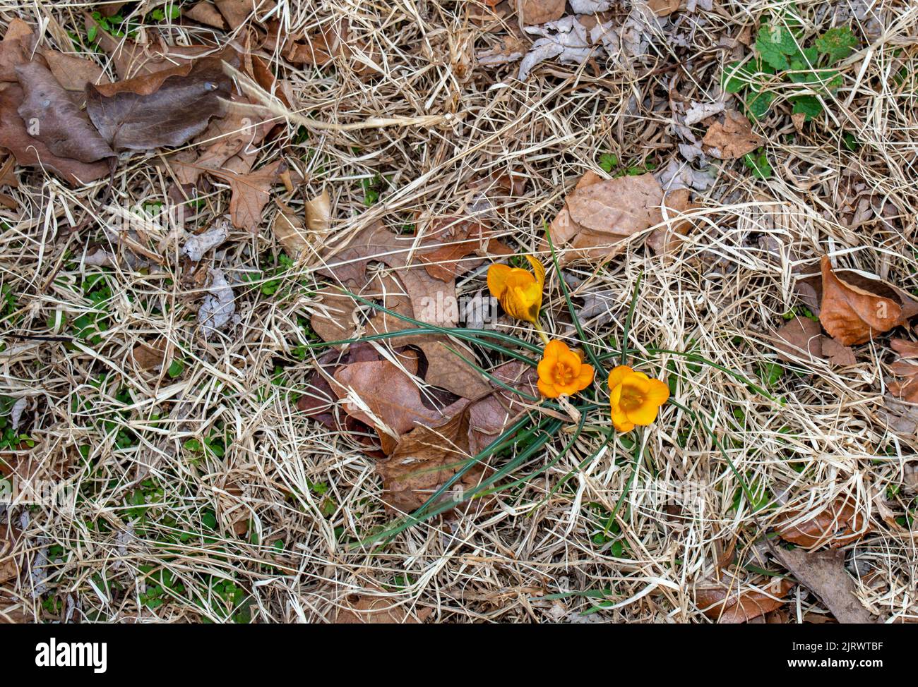 The dainty orange crocus flowers are the first ones to pop up to add a ...