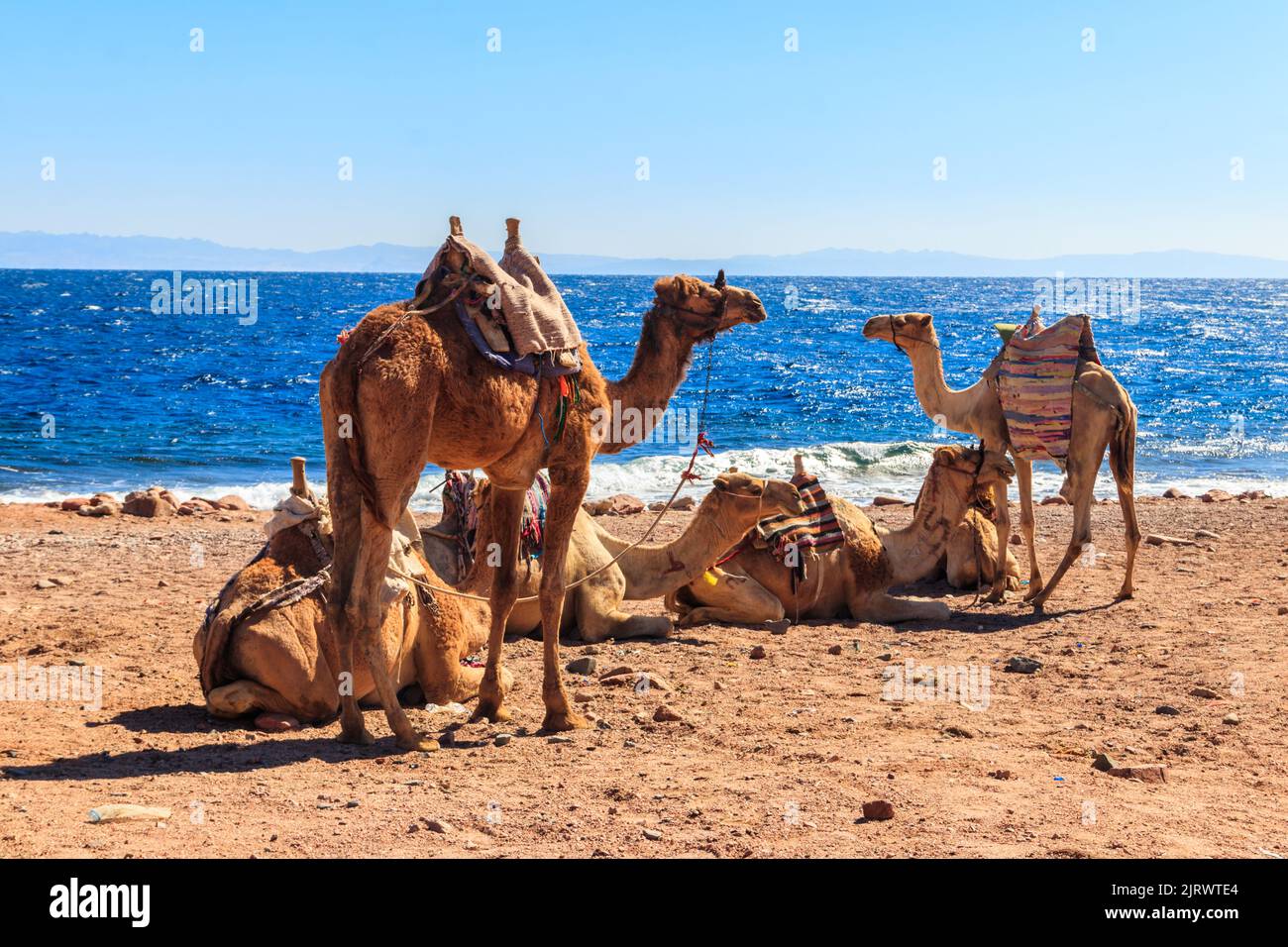 Camels on the shore of the Red Sea in the Gulf of Aqaba. Dahab, Egypt ...