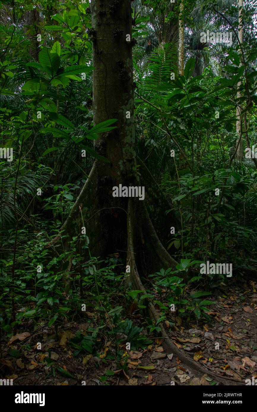 Sempaya Hot Springs are the most outstanding attractions in Semiliki ...