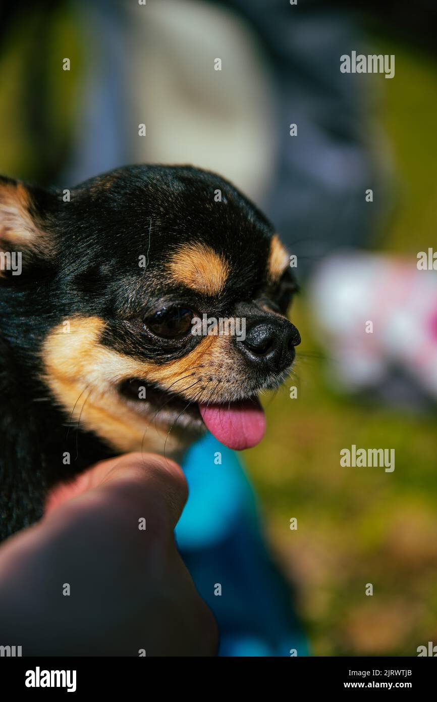 A closeup vertical picture of a Chihuahua being petted by a person ...