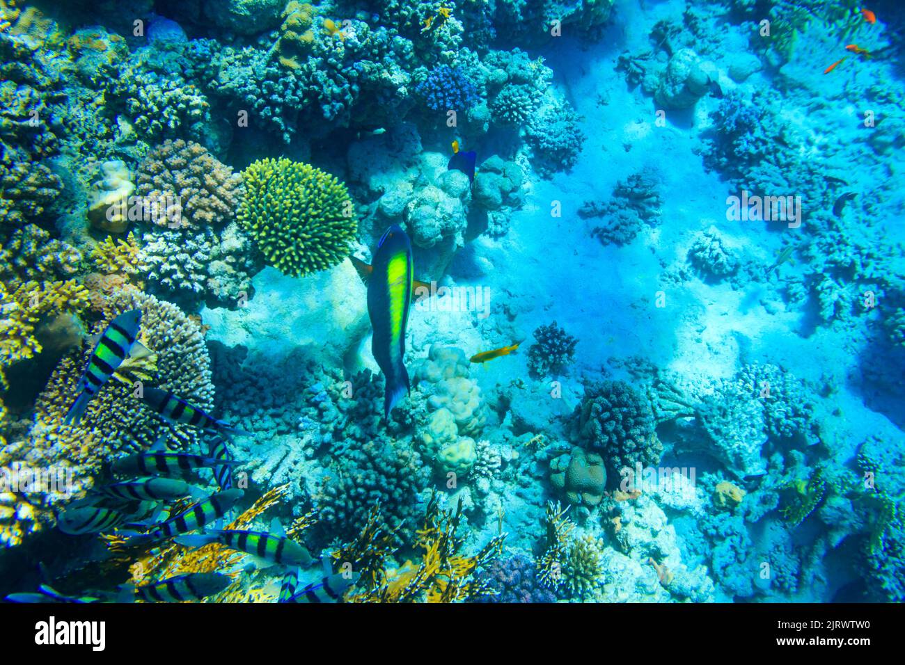 Different tropical fish at coral reef in the Red sea in Ras Mohammed ...