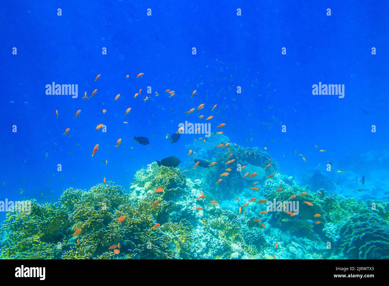 Different tropical fish at coral reef in the Red sea in Ras Mohammed ...