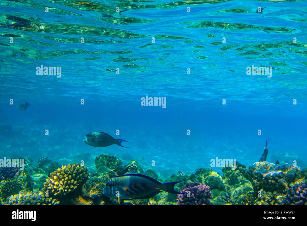 Sohal surgeonfish (Acanthurus sohal) or sohal tang, is a Red Sea ...