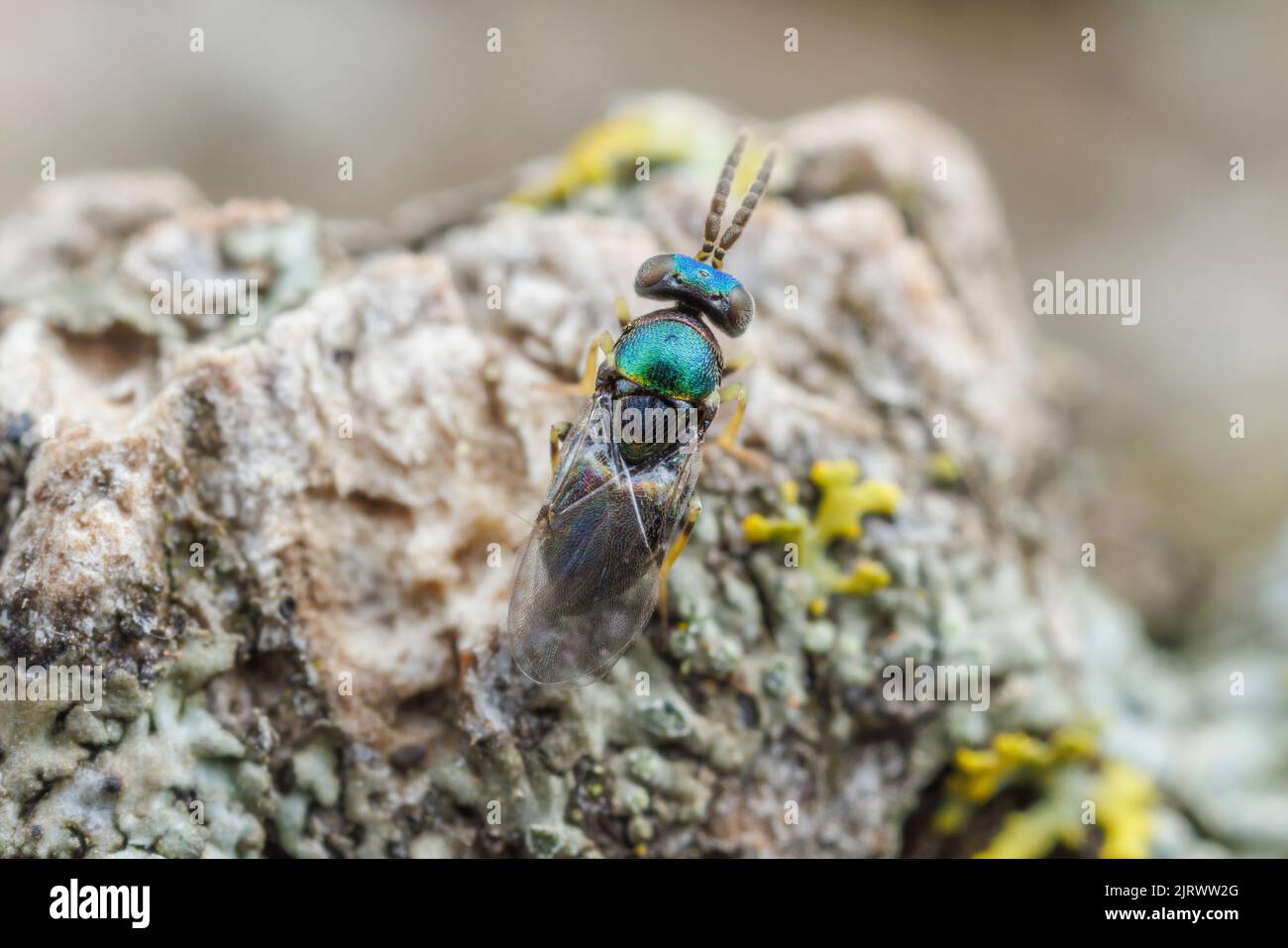 Encyrtidae hi-res stock photography and images - Alamy