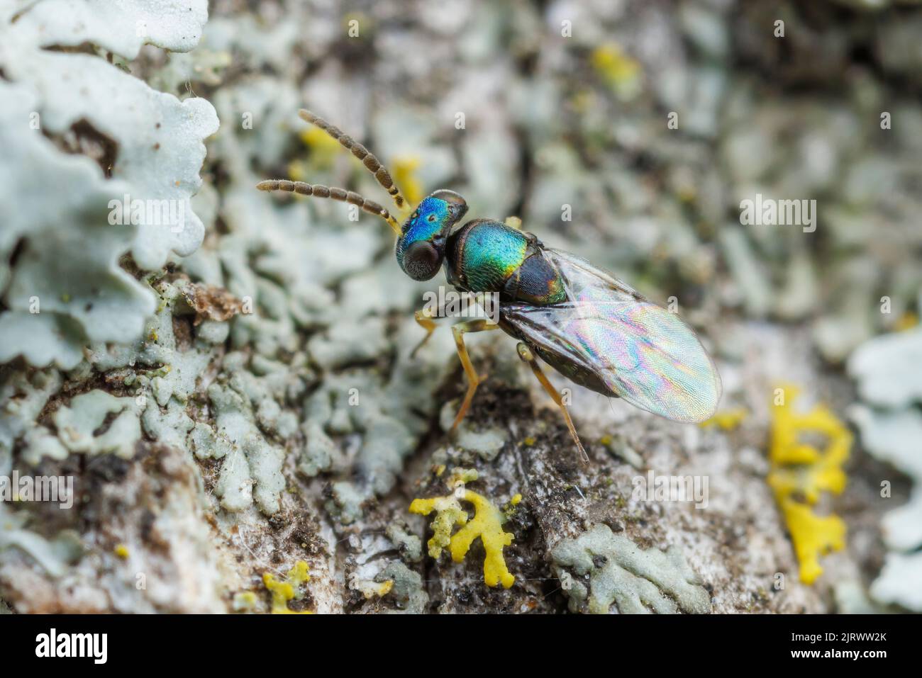 Encyrtid Wasp (Ericydnus sp Stock Photo - Alamy