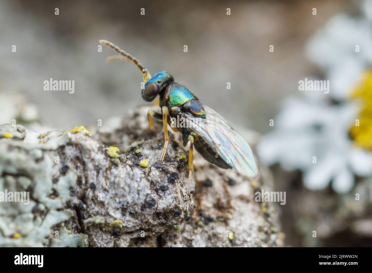 Encyrtid Wasp (Ericydnus sp Stock Photo - Alamy
