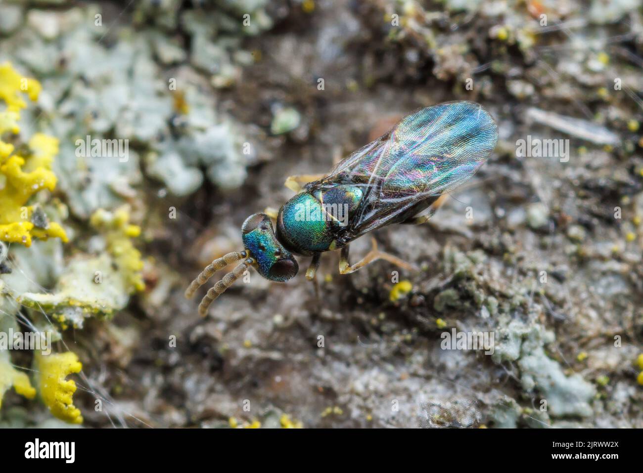 Encyrtidae hi-res stock photography and images - Alamy