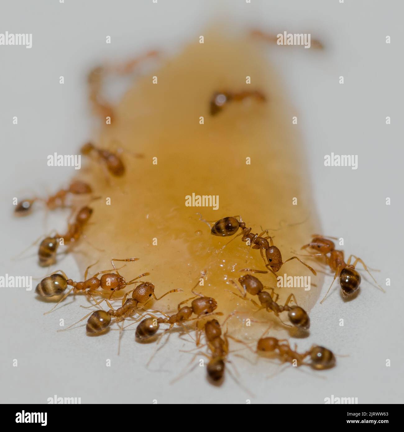Drop tail ants hi-res stock photography and images - Alamy