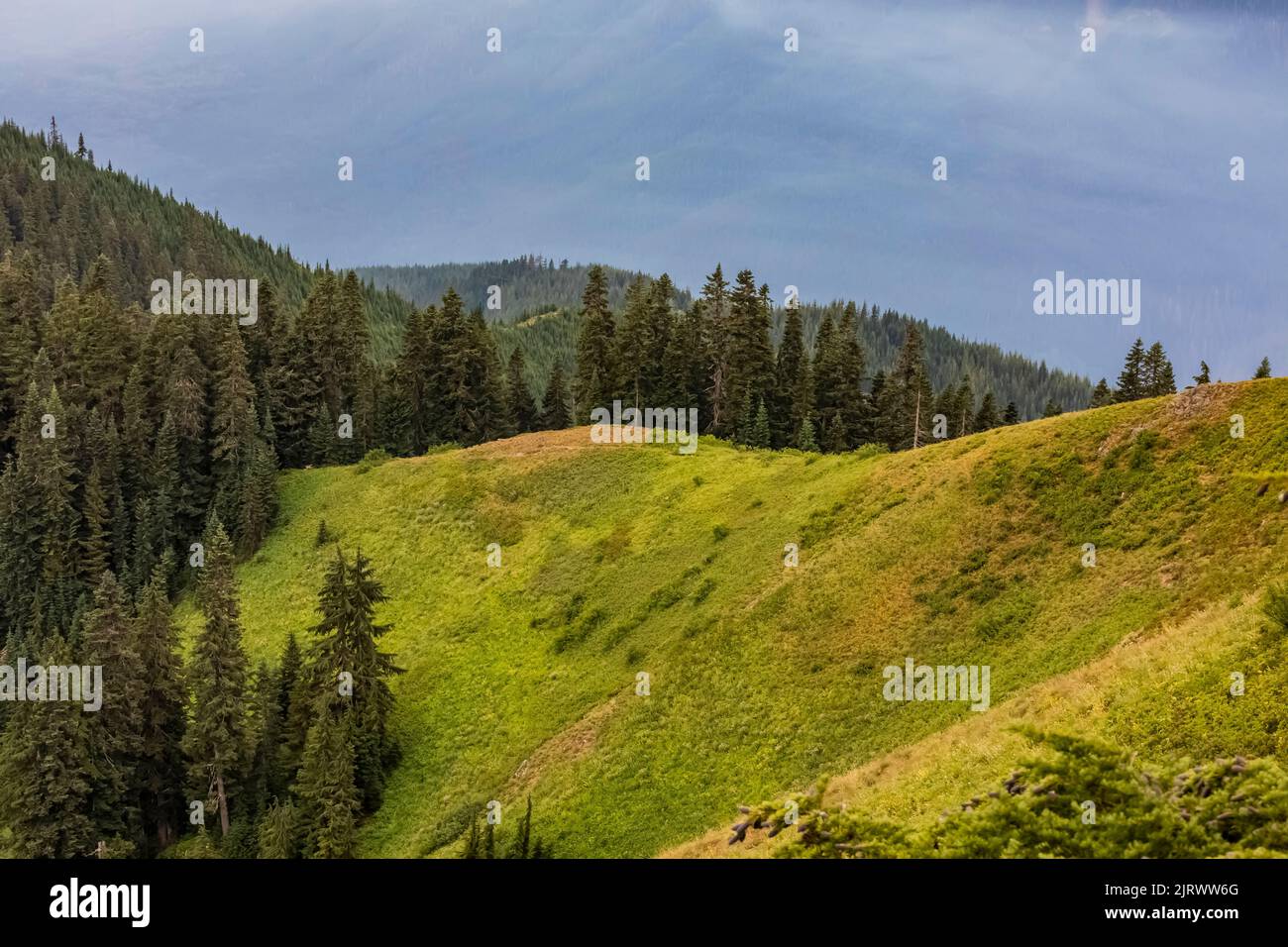 Coniferous forest on steep mountain hi-res stock photography and images ...