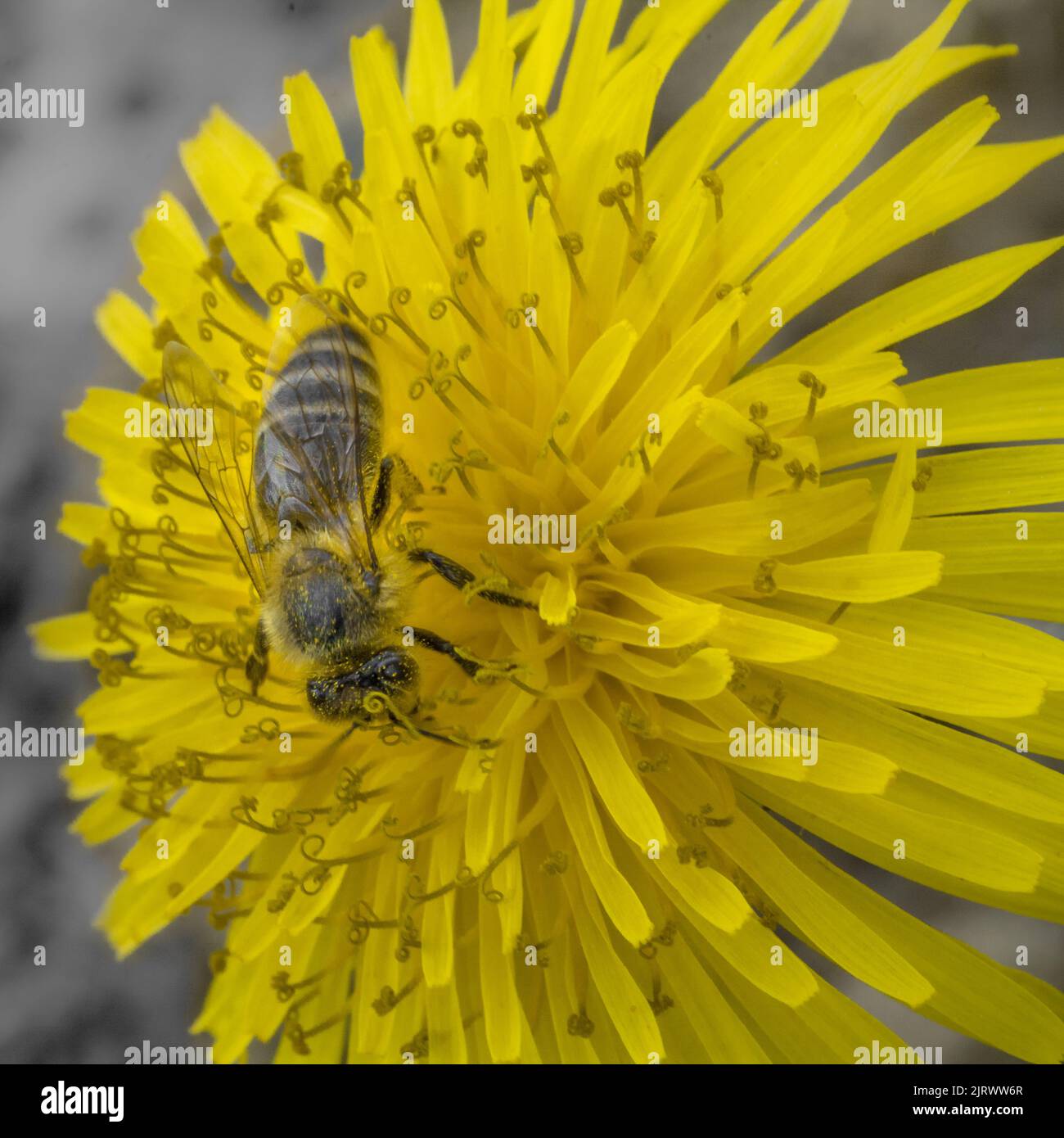 Honey bee on Dandelion flower pollinating - Macro close-up Stock Photo ...