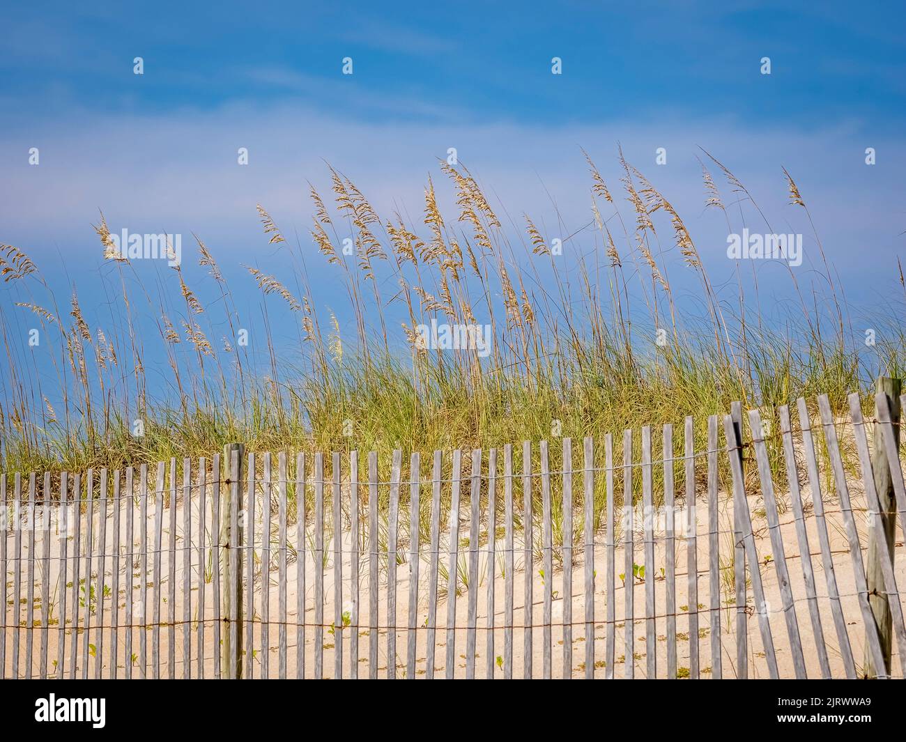 Snow fence in sand dunes on the Atlantic Ocean beach in Washington Oaks ...