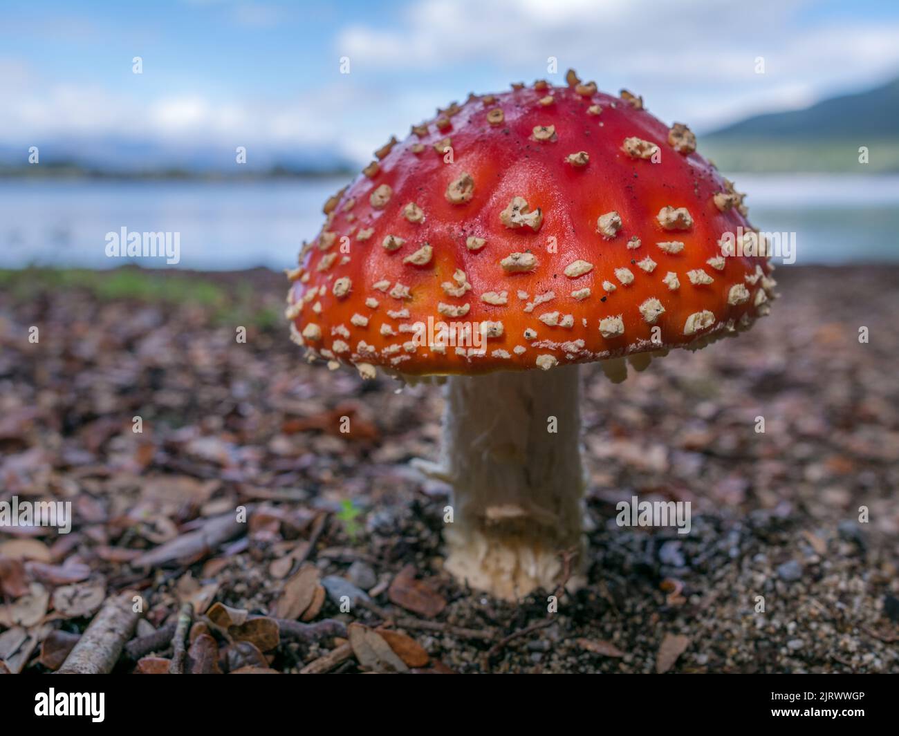 Red mushroom with white dots (Amanita muscaria) with lake Te Anau in ...