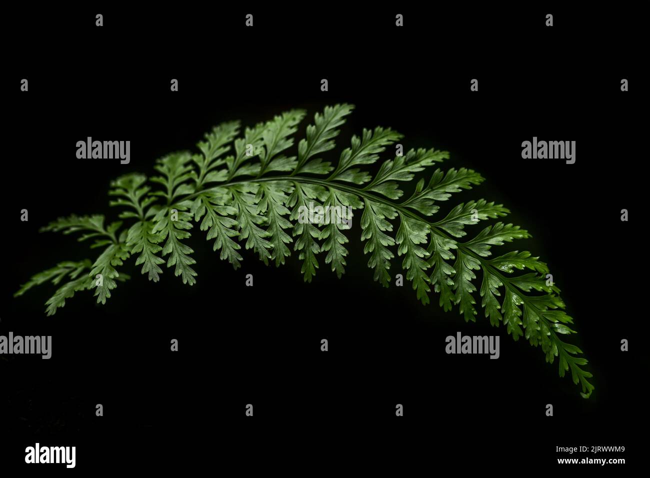 New Zealand symbol (The silver fern or Alsophila dealbata Stock Photo ...