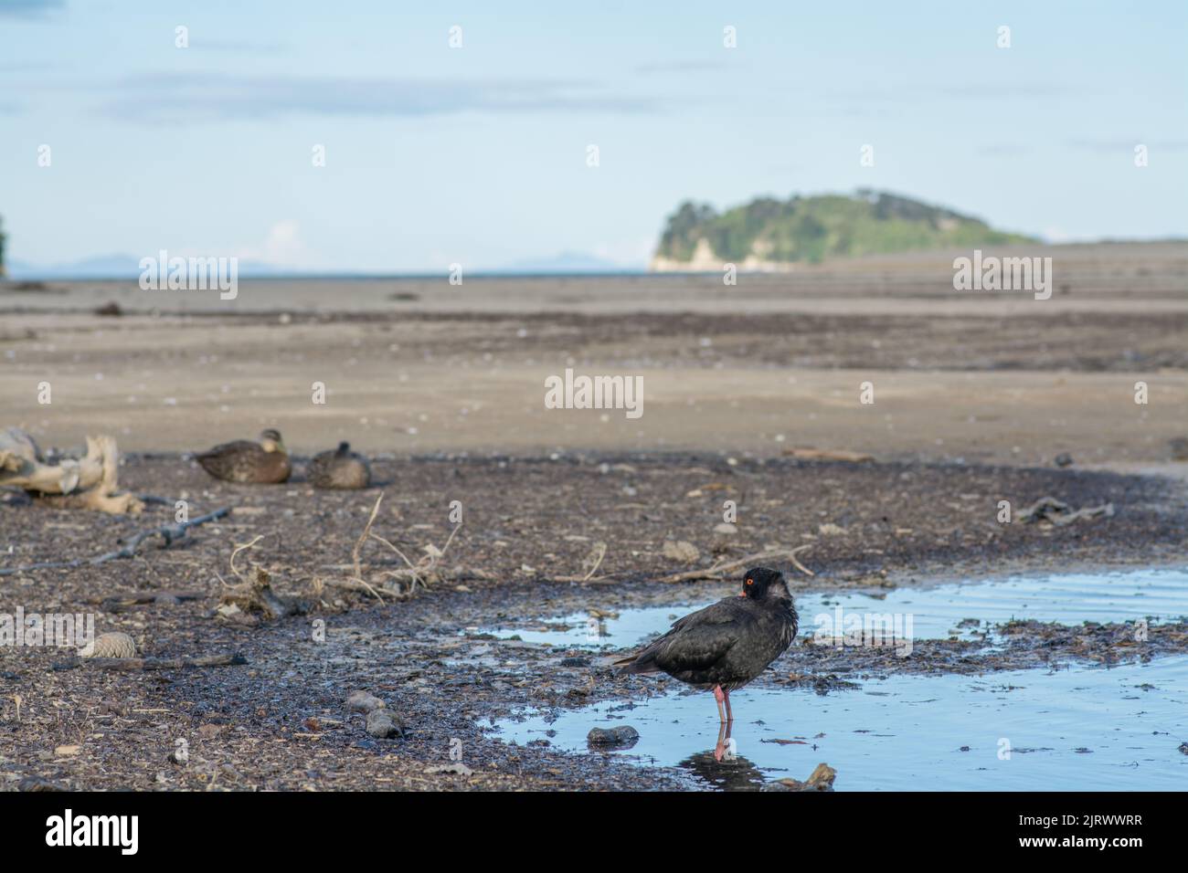 variable oystercatcher (Haematopus unicolor), wader bird from New ...