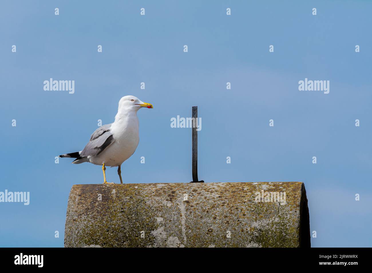 Birds standing side view hi-res stock photography and images - Alamy