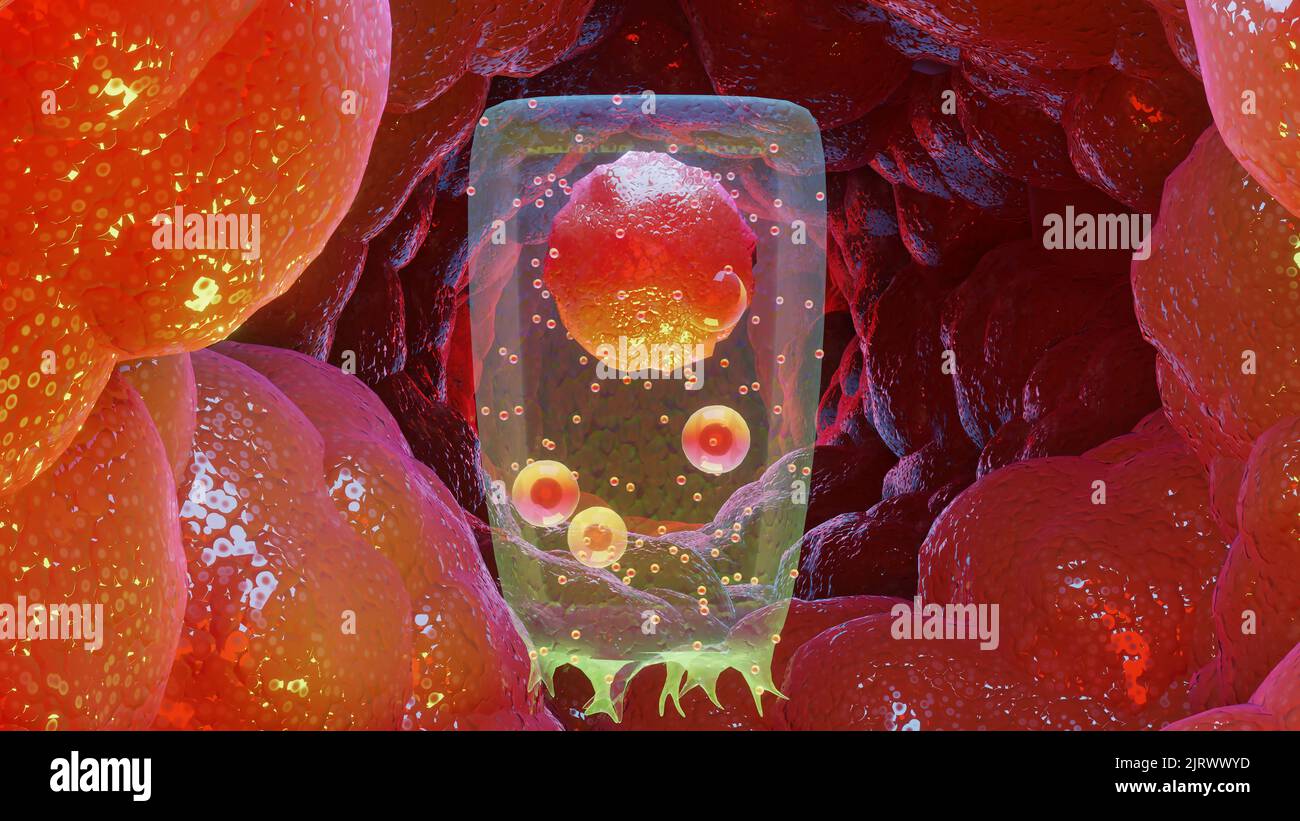 Close-up of thyroid Follicle structure with Follicular cell, C-cell ...