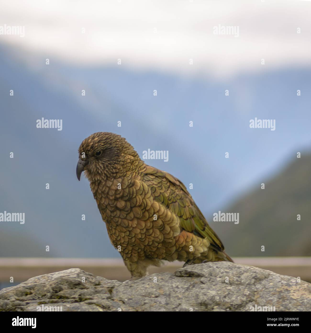 Insects westland national park threatened and endangered hi-res stock ...